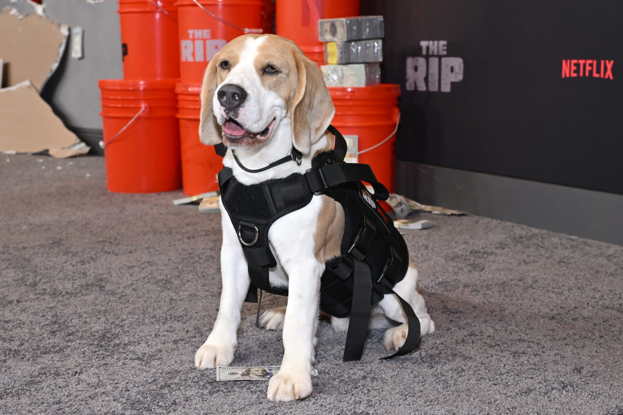 Red Carpet Rundown: The RIP World Premiere In NYC - Talking With Tami